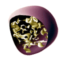Solo Fisiologia: Lisosomas
